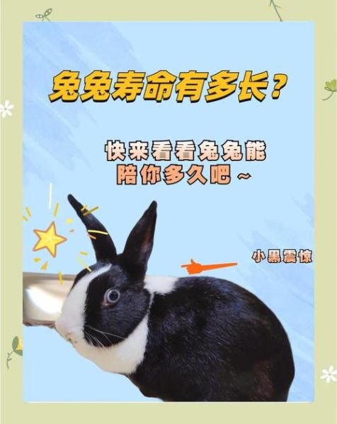 兔子为什么不能养三年_兔子寿命有多长-第1张图片-山城妙识