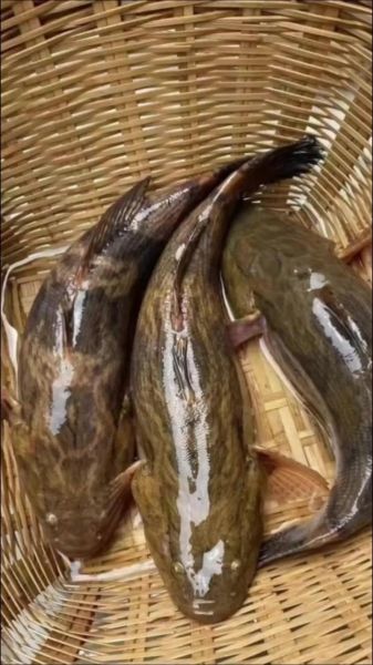 笋壳鱼是什么鱼_笋壳鱼产地在哪里-第3张图片-山城妙识 笋壳鱼是什么鱼_笋壳鱼产地在哪里-第3张图片-山城妙识