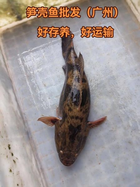 笋壳鱼是什么鱼_笋壳鱼产地在哪里-第1张图片-山城妙识 笋壳鱼是什么鱼_笋壳鱼产地在哪里-第1张图片-山城妙识