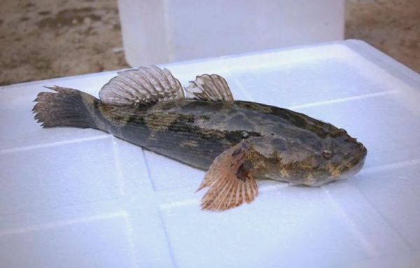 笋壳鱼是什么鱼_笋壳鱼产地在哪里-第2张图片-山城妙识 笋壳鱼是什么鱼_笋壳鱼产地在哪里-第2张图片-山城妙识