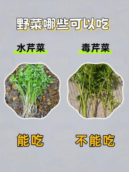 能吃的野菜有哪些_野菜识别与吃法大全-第3张图片-山城妙识