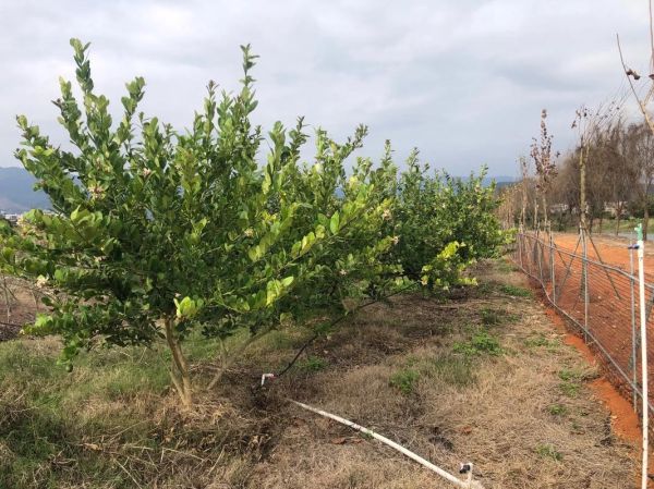 柠檬树怎么种植_柠檬树几年结果-第2张图片-山城妙识