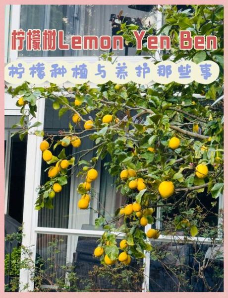 柠檬树怎么种植_柠檬树几年结果-第3张图片-山城妙识