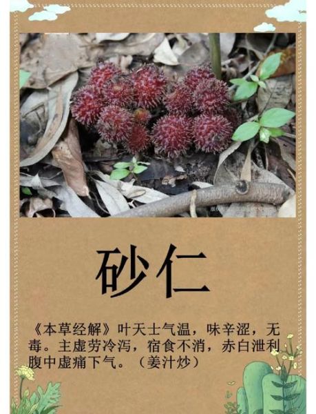 砂仁的功效与作用是什么_砂仁怎么吃效果最好-第2张图片-山城妙识