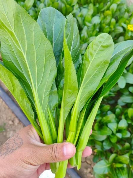 广东菜心是什么菜_广东菜心俗称叫什么-第2张图片-山城妙识