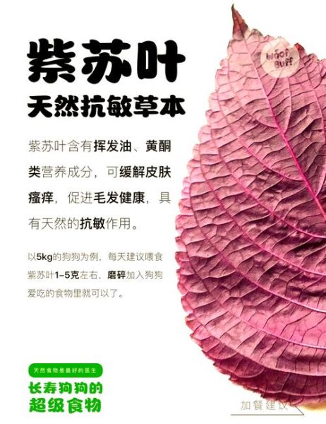 紫苏叶的功效与作用_紫苏图片怎么区分品种-第1张图片-山城妙识 紫苏叶的功效与作用_紫苏图片怎么区分品种-第1张图片-山城妙识