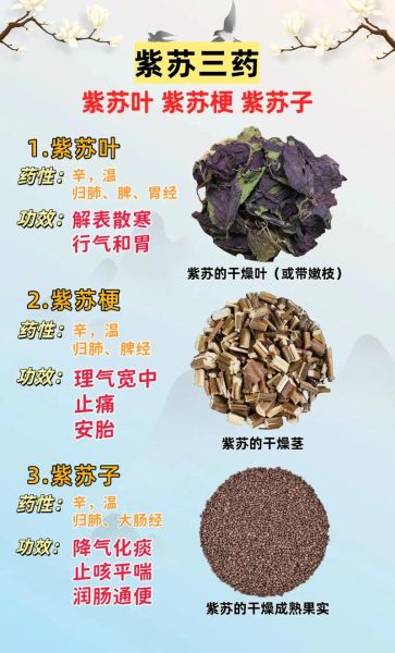 紫苏叶的功效与作用_紫苏图片怎么区分品种-第2张图片-山城妙识 紫苏叶的功效与作用_紫苏图片怎么区分品种-第2张图片-山城妙识