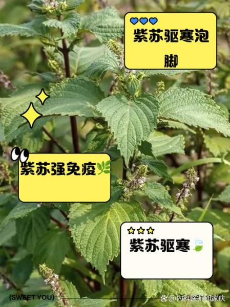 紫苏叶的功效与作用_紫苏图片怎么区分品种-第3张图片-山城妙识 紫苏叶的功效与作用_紫苏图片怎么区分品种-第3张图片-山城妙识