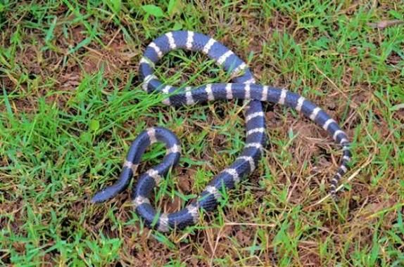 打死银环蛇要判几年_银环蛇属于几级保护动物-第1张图片-山城妙识