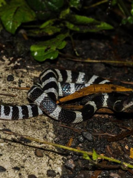 打死银环蛇要判几年_银环蛇属于几级保护动物-第2张图片-山城妙识