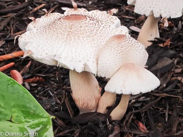 野生白蘑菇怎么辨别_野生白蘑菇图片大全集-第2张图片-山城妙识