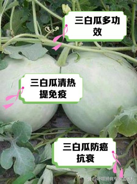 白瓜的功效与作用_白瓜怎么吃最健康-第2张图片-山城妙识