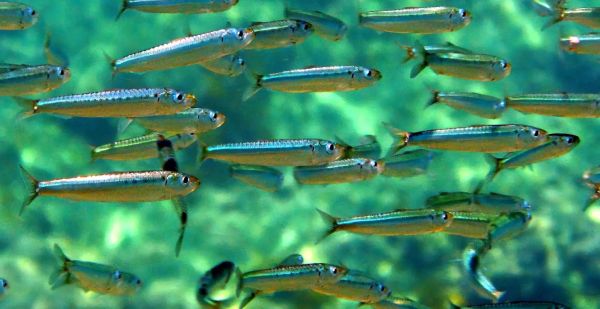 沙丁鱼是什么鱼_沙丁鱼的营养价值-第3张图片-山城妙识