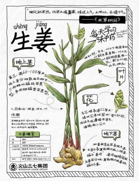 姜的功效与作用及食用方法_生姜怎么吃最好-第2张图片-山城妙识 姜的功效与作用及食用方法_生姜怎么吃最好-第2张图片-山城妙识