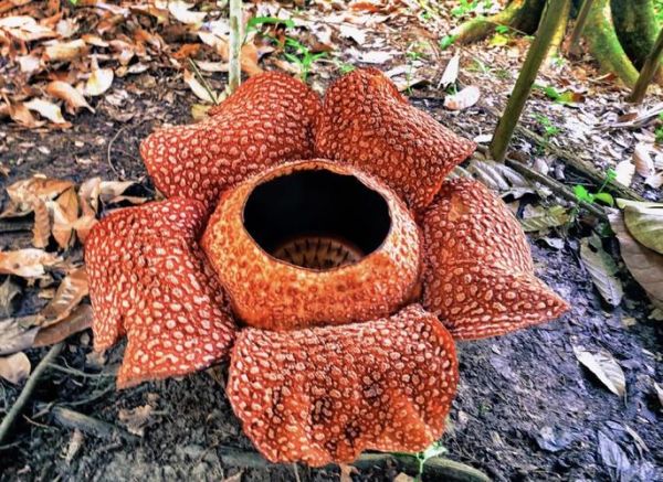 大王花长什么样_大王花为什么会发臭-第2张图片-山城妙识