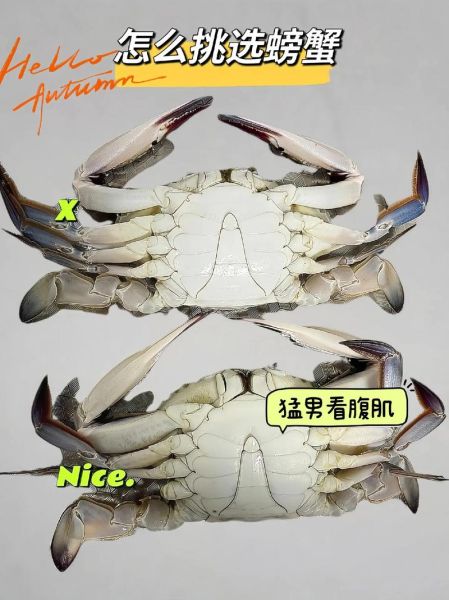 螃蟹才死还能吃吗_如何判断螃蟹新鲜度-第2张图片-山城妙识