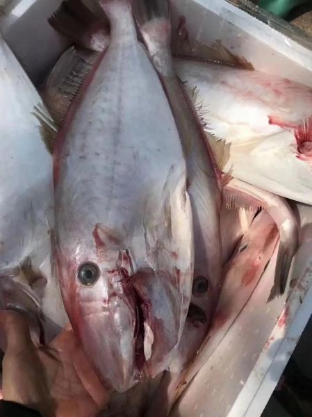 大扒皮鱼怎么做才正宗_大扒皮鱼正宗做法步骤-第3张图片-山城妙识