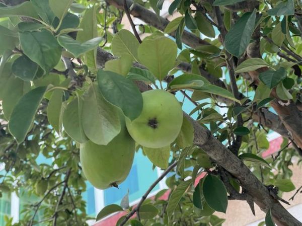 木瓜长什么样子_木瓜果实外形特征-第2张图片-山城妙识