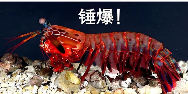 螳螂虾能吃吗_螳螂虾怎么吃-第3张图片-山城妙识