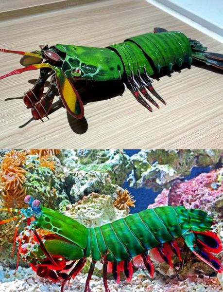 螳螂虾能吃吗_螳螂虾怎么吃-第1张图片-山城妙识