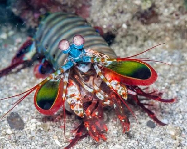 螳螂虾能吃吗_螳螂虾怎么吃-第2张图片-山城妙识