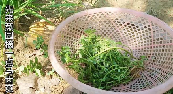 马蹄菜怎么凉拌_马蹄菜凉拌做法大全-第2张图片-山城妙识