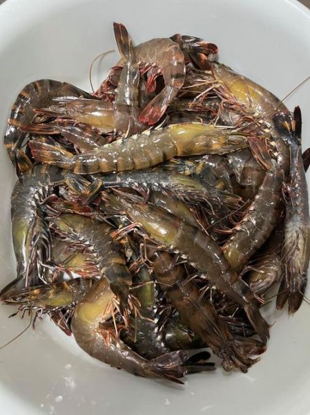 黑虎虾是淡水虾还是海水虾_黑虎虾养殖盐度要求-第1张图片-山城妙识