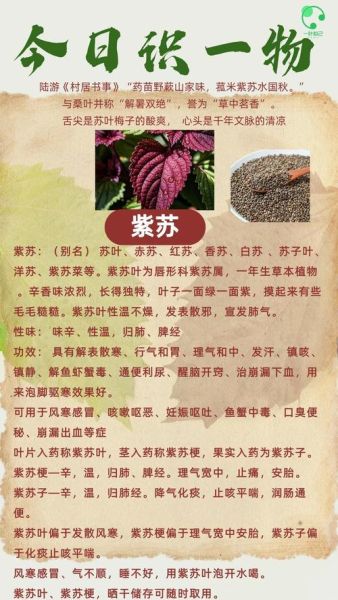 紫苏什么人不能吃_紫苏禁忌人群有哪些-第1张图片-山城妙识 紫苏什么人不能吃_紫苏禁忌人群有哪些-第1张图片-山城妙识