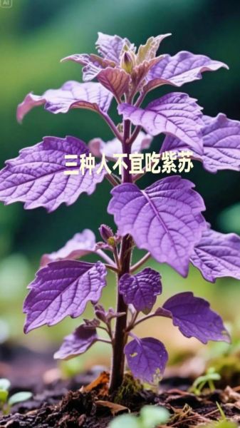 紫苏什么人不能吃_紫苏禁忌人群有哪些-第2张图片-山城妙识 紫苏什么人不能吃_紫苏禁忌人群有哪些-第2张图片-山城妙识