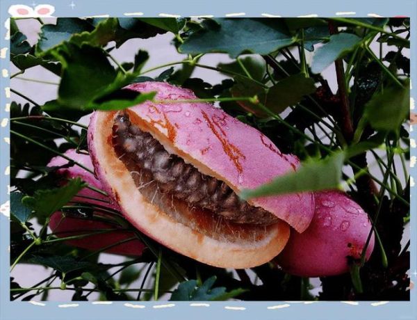 南方水果都有哪些_南方水果有哪些品种-第1张图片-山城妙识