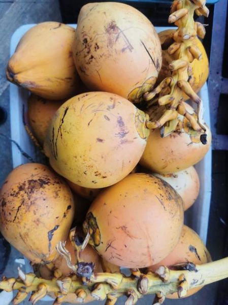 南方水果都有哪些_南方水果有哪些品种-第3张图片-山城妙识