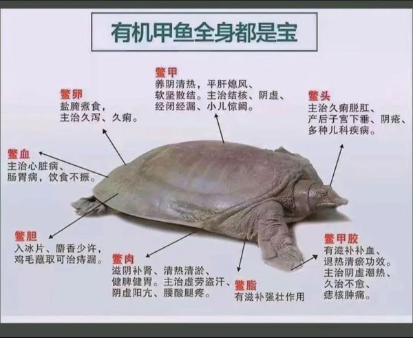 甲鱼的功效与作用_甲鱼怎么吃最补-第1张图片-山城妙识