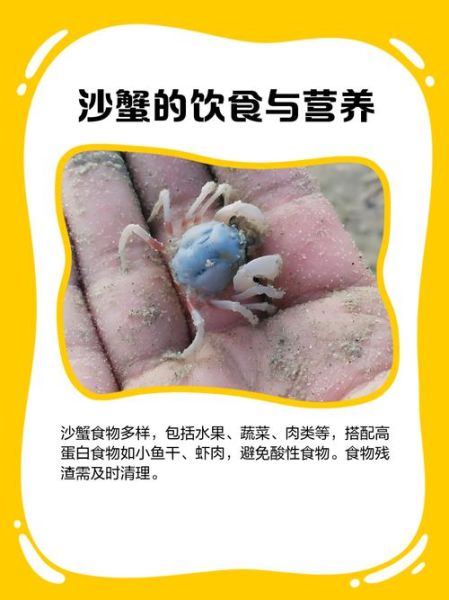 沙蟹能吃吗_沙蟹怎么吃才安全-第1张图片-山城妙识
