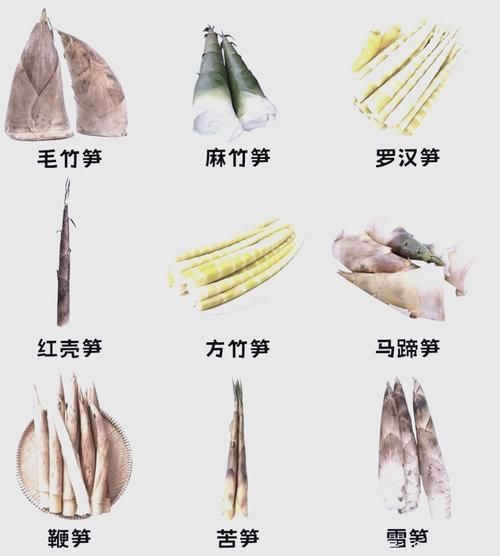 竹笋品种大全图解_哪种竹笋最好吃-第2张图片-山城妙识 竹笋品种大全图解_哪种竹笋最好吃-第2张图片-山城妙识