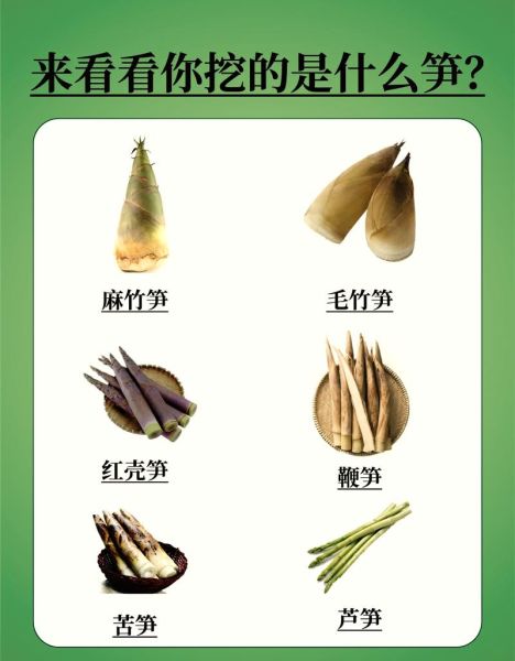 竹笋品种大全图解_哪种竹笋最好吃-第1张图片-山城妙识 竹笋品种大全图解_哪种竹笋最好吃-第1张图片-山城妙识