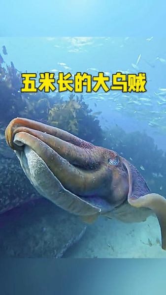 巨型乌贼有多大_巨型乌贼长度对比-第1张图片-山城妙识
