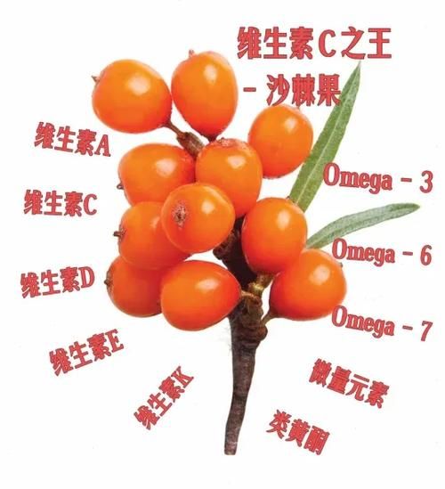 沙棘果和猕猴桃哪个维生素c高_沙棘果维生素c含量对比-第3张图片-山城妙识
