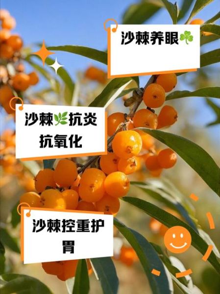 沙棘果和猕猴桃哪个维生素c高_沙棘果维生素c含量对比-第2张图片-山城妙识