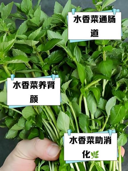 香菜有什么功效_香菜的营养价值-第1张图片-山城妙识