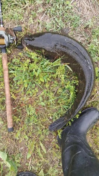 200斤黑鱼怎么钓_200斤黑鱼多少钱一斤-第1张图片-山城妙识