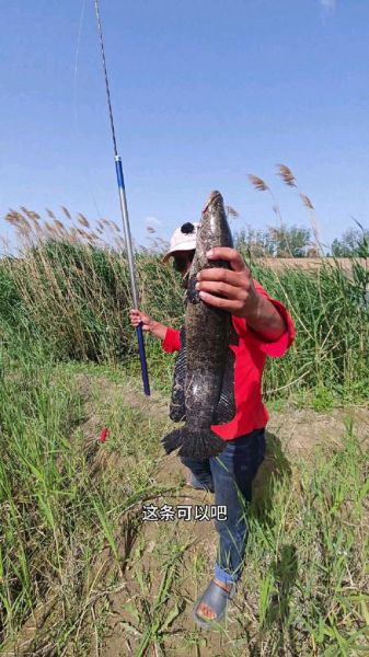 200斤黑鱼怎么钓_200斤黑鱼多少钱一斤-第3张图片-山城妙识