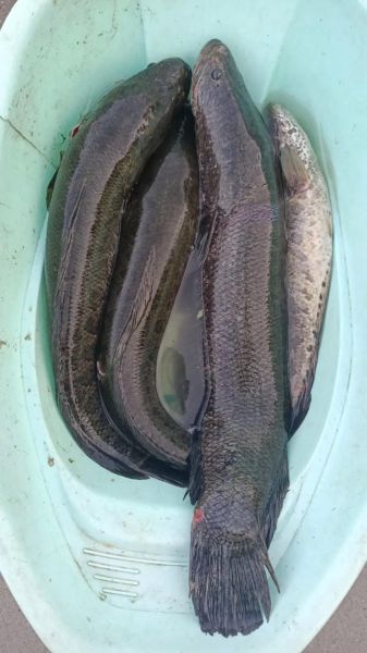 200斤黑鱼怎么钓_200斤黑鱼多少钱一斤-第2张图片-山城妙识