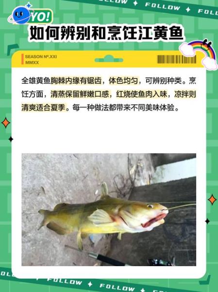 江黄鱼是什么鱼_江黄鱼与黄花鱼区别-第1张图片-山城妙识