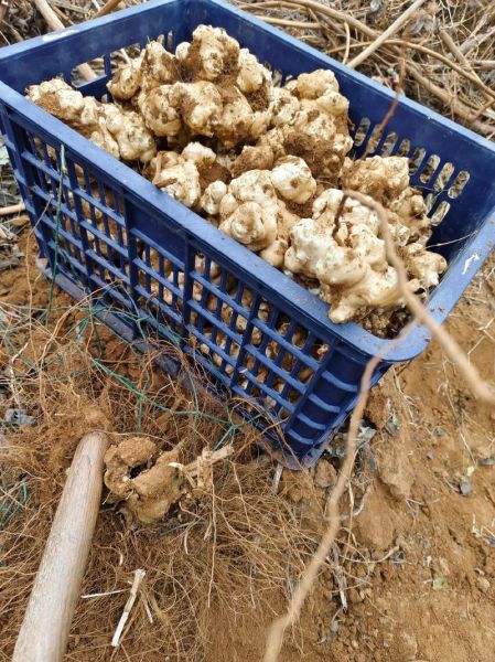 家庭洋姜怎么腌制_洋姜腌制多久能吃-第2张图片-山城妙识