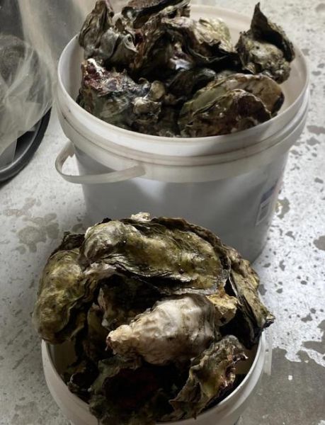 生蚝怎么清洗才干净_生蚝清洗方法视频教程-第2张图片-山城妙识