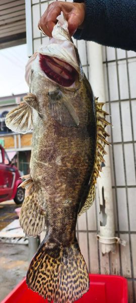 澳龙多少钱一斤市场价_澳龙价格行情-第1张图片-山城妙识 澳龙多少钱一斤市场价_澳龙价格行情-第1张图片-山城妙识