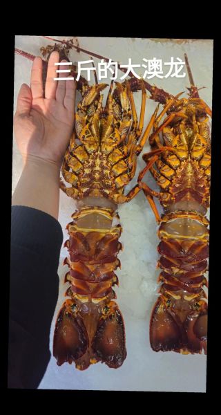 澳龙多少钱一斤市场价_澳龙价格行情-第3张图片-山城妙识 澳龙多少钱一斤市场价_澳龙价格行情-第3张图片-山城妙识