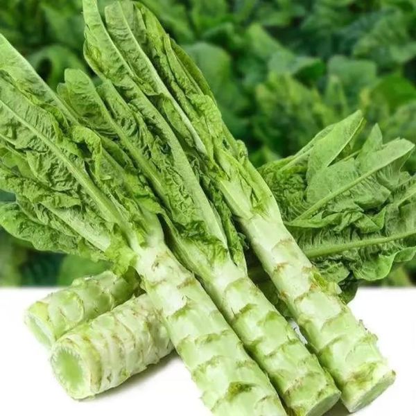 莴苣叶吃多少会中毒_莴苣叶中毒剂量是多少-第1张图片-山城妙识