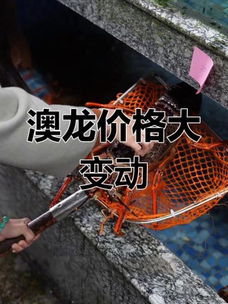 澳龙多少钱一斤市场价_澳龙价格行情-第2张图片-山城妙识 澳龙多少钱一斤市场价_澳龙价格行情-第2张图片-山城妙识