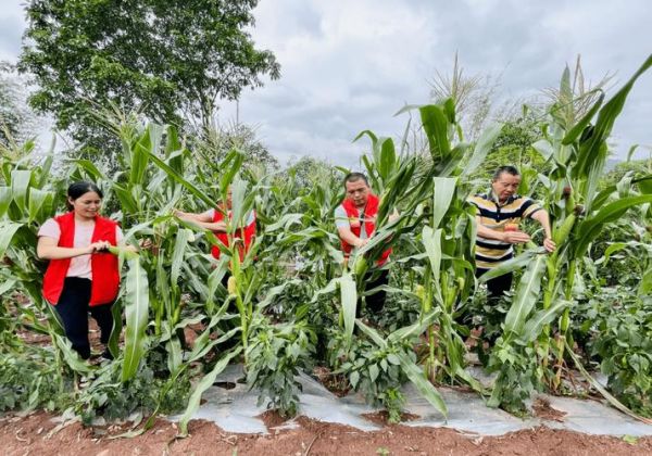 蔬菜人大闯关怎么玩_蔬菜人大闯关通关技巧-第1张图片-山城妙识